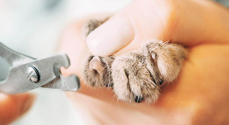 Obcinanie pazurów u kota - jak zrobić to dobrze? - Zoocial.pl